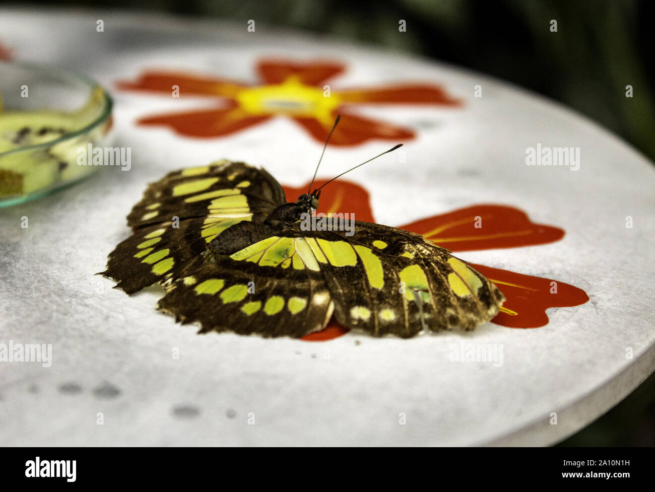 Colored butterflies in freedom, jungle insects, entomology Stock Photo ...