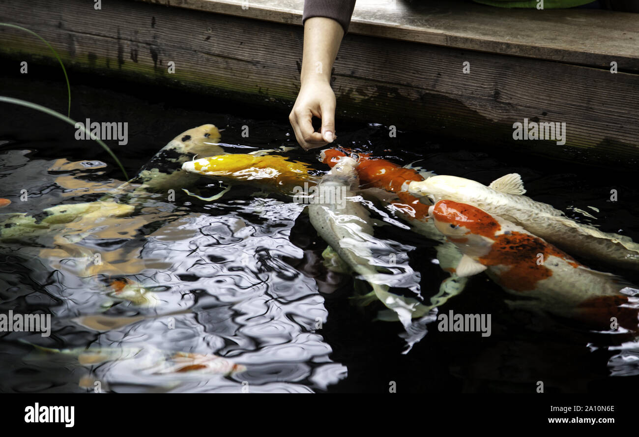 Japanese fishes hi-res stock photography and images - Alamy