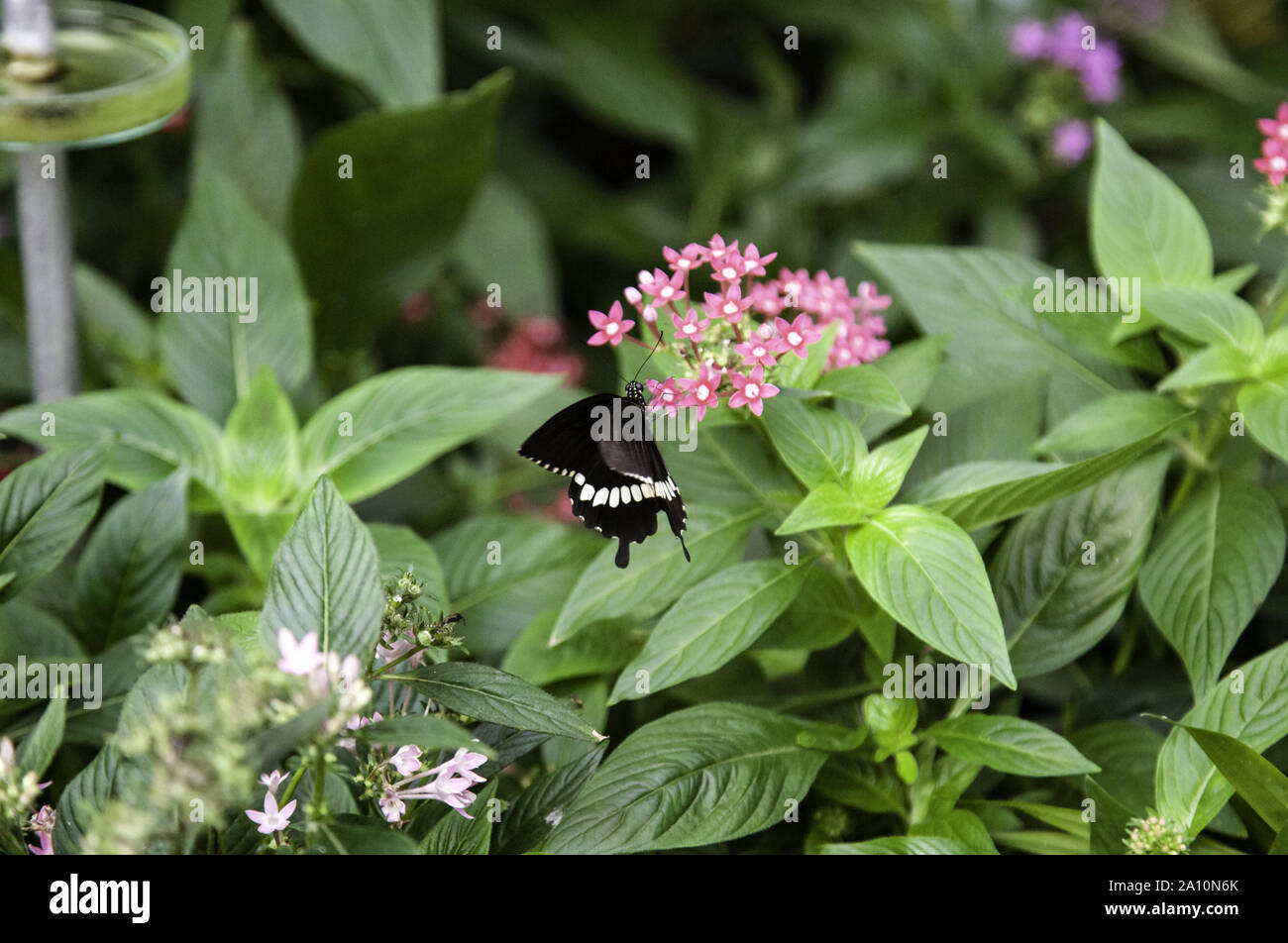 Colored butterflies in freedom, jungle insects, entomology Stock Photo ...