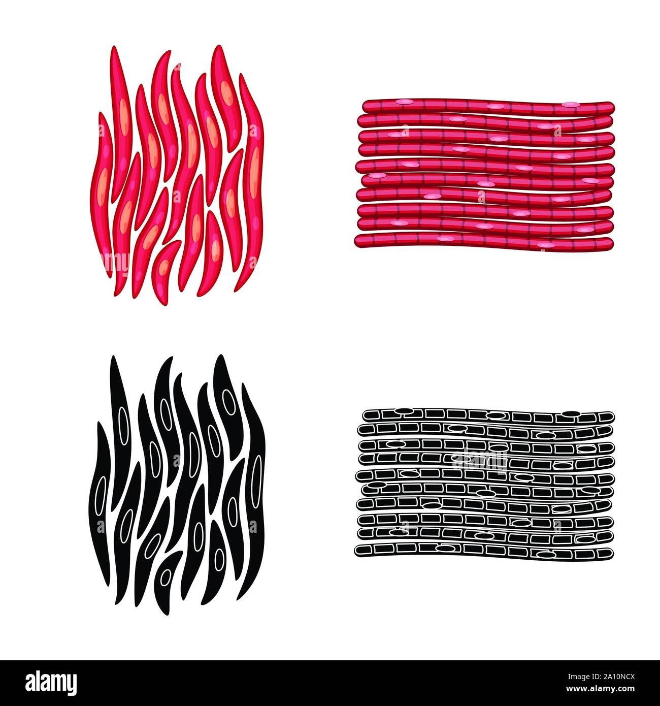 Isolated object of fiber and muscular logo. Set of fiber and body stock ...