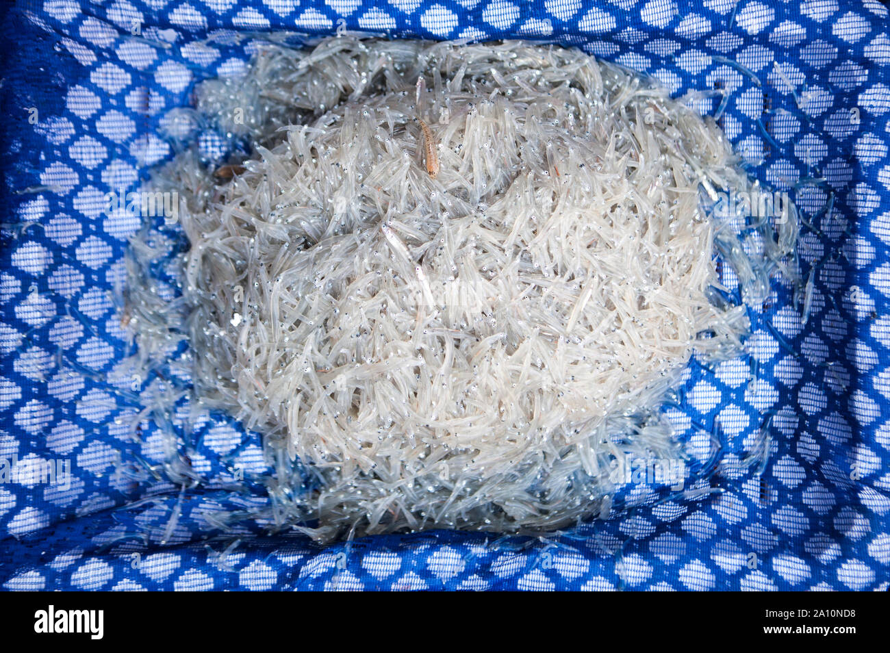 Bianchetti hi-res stock photography and images - Alamy