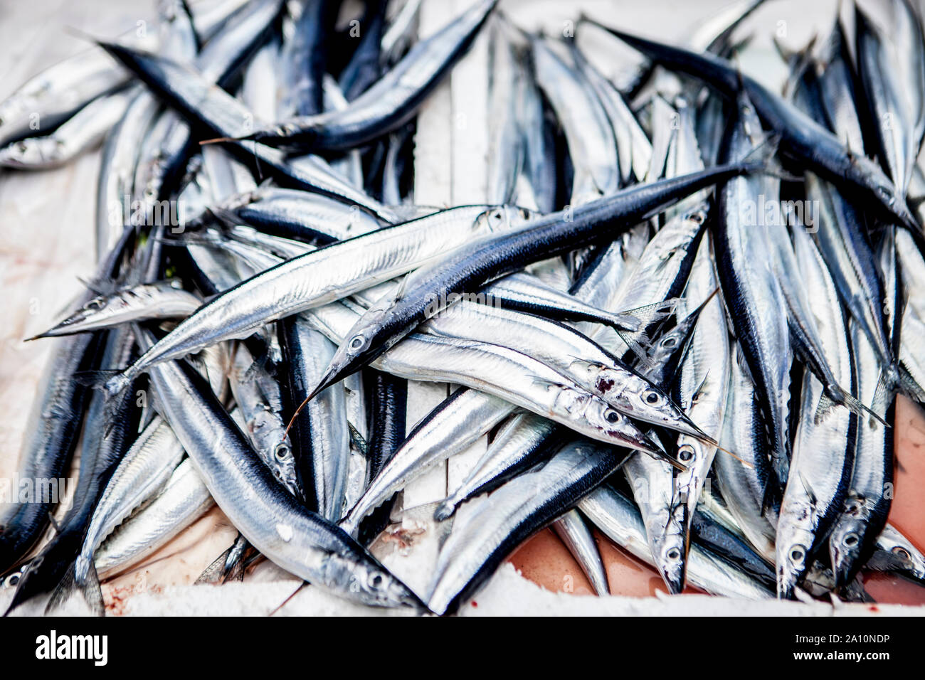 Garfish hi-res stock photography and images - Alamy