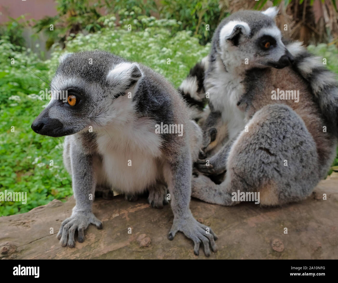 Ring tailed lemurs in the National Park in the island of Madagascar ...