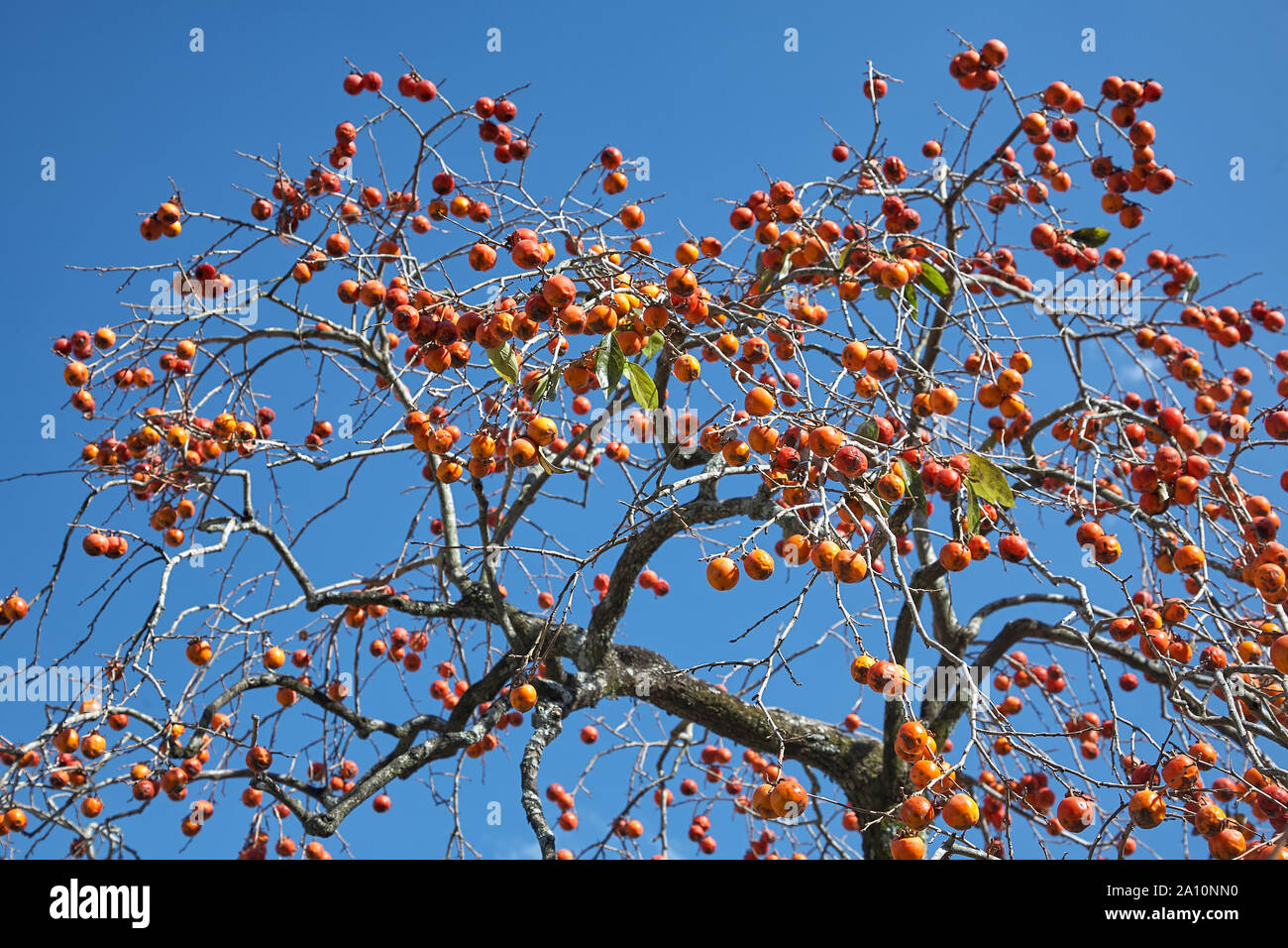 The fructiferous kaki (Japanese persimmon) tree on the blue sky ...
