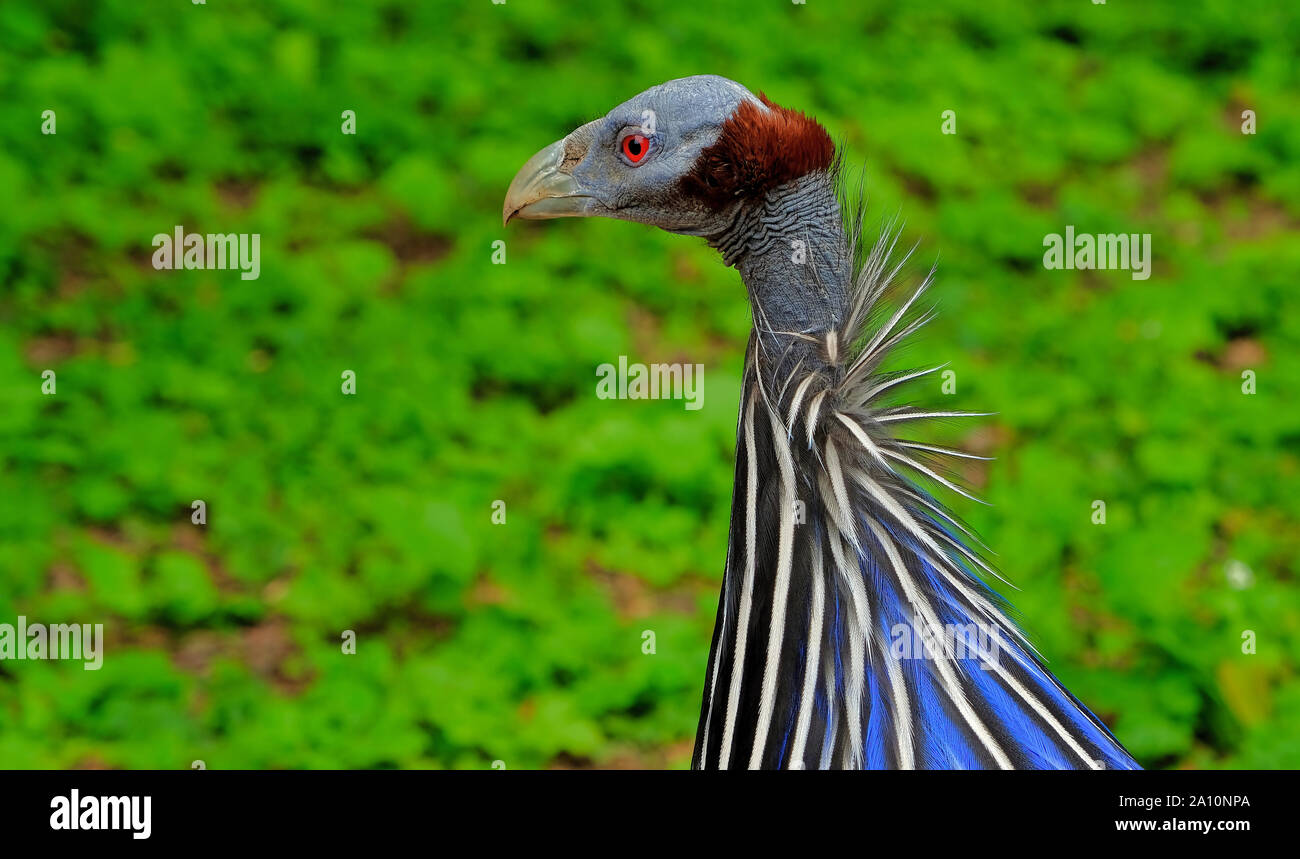 Wild Eastern turkey head shot close up avifauna netherlands Stock Photo ...