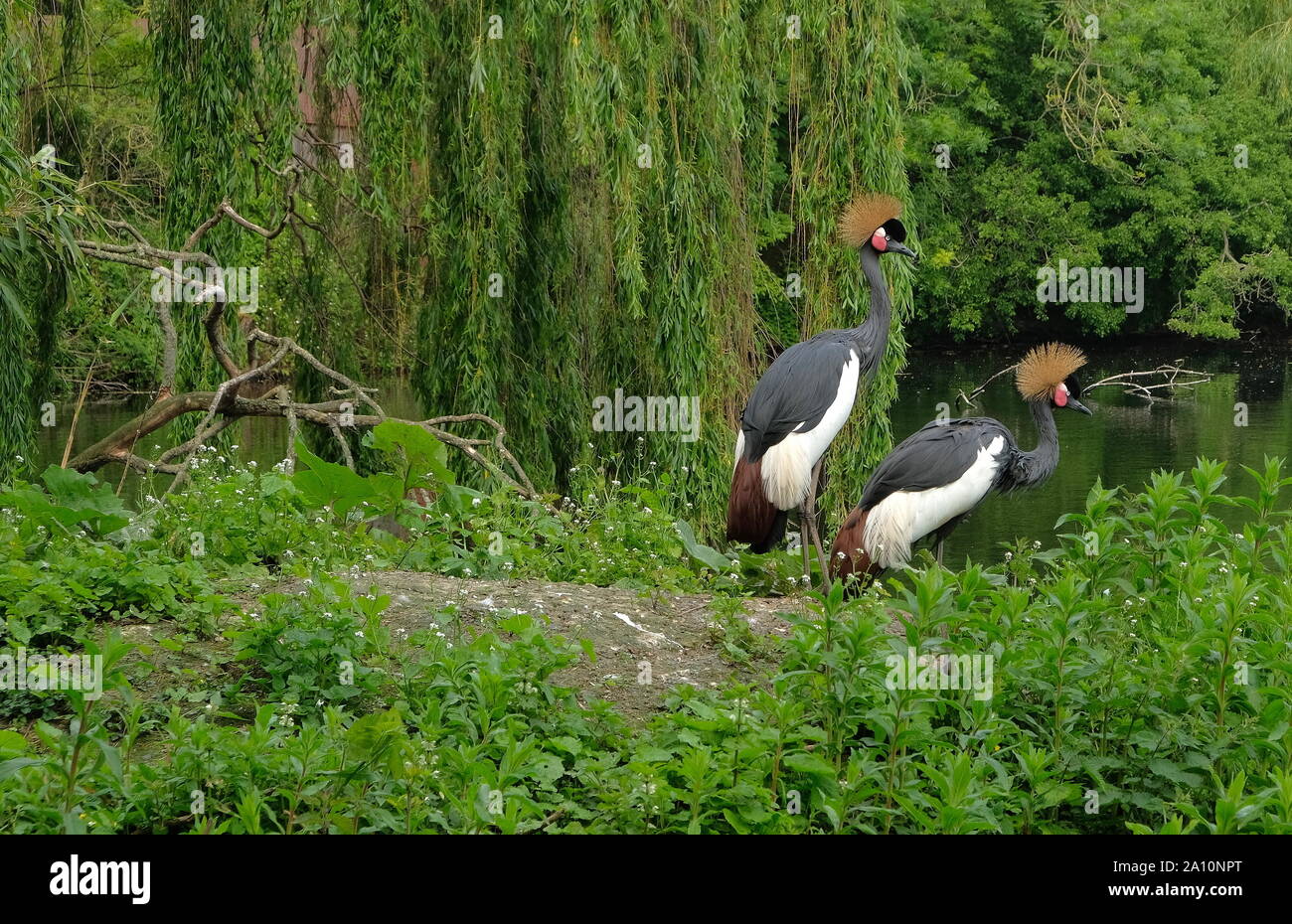 Crowned crane in tree hi-res stock photography and images - Alamy