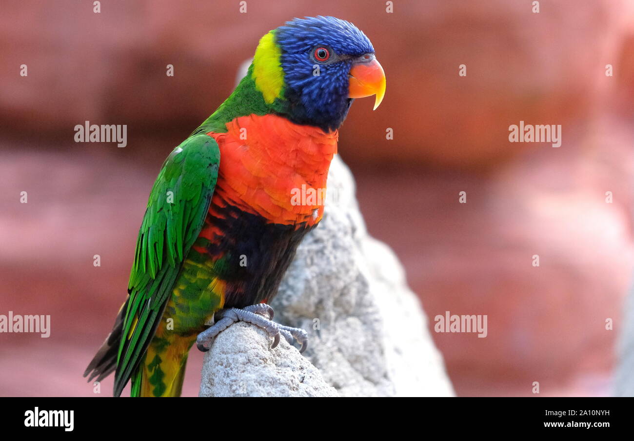 Chattering bird hi-res stock photography and images - Alamy