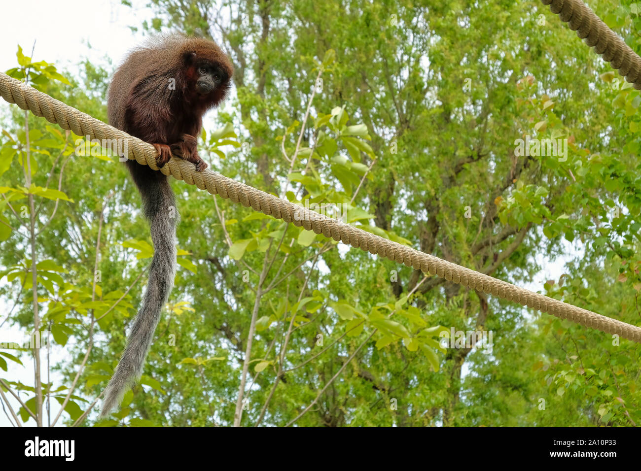 Red titi monkey climbing on a branch in natural habitat avifauna the ...
