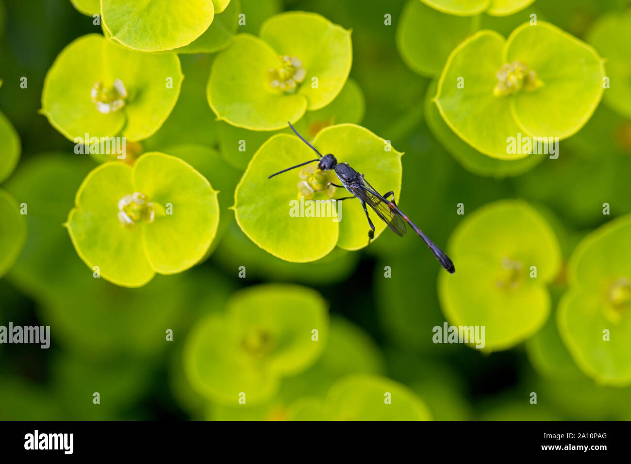 Wood wasp species on Euphorbia flowers, Gloucestershire, England, UK ...