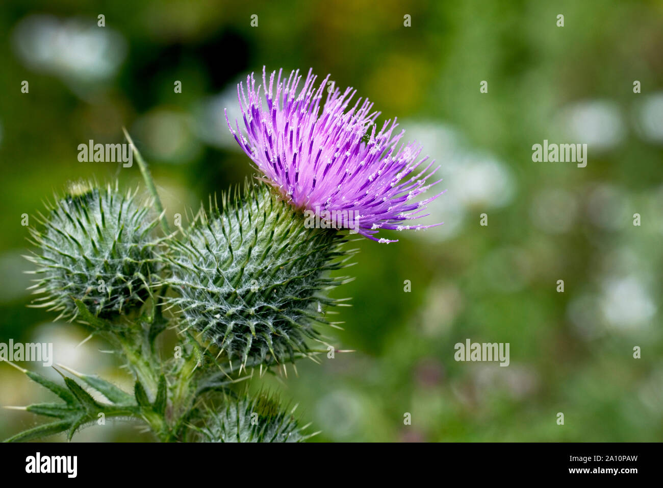 Purple thistle flower, Gloucestershire, England, UK Stock Photo - Alamy