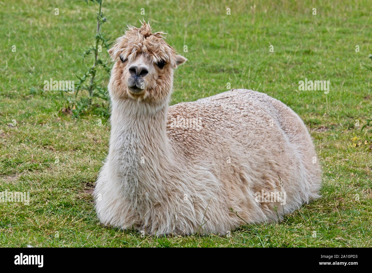 An Alpaca seated in a grass field, Nottinghamshire, England, UK Stock ...