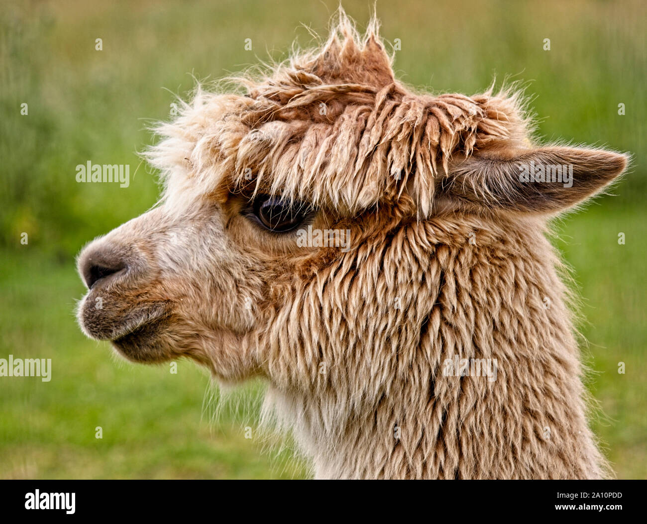 Alpaca portrait in profile Stock Photo - Alamy