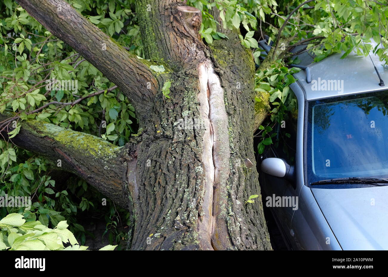 A tree fell on a car during a hurricane. Broken tree on a car close-up ...