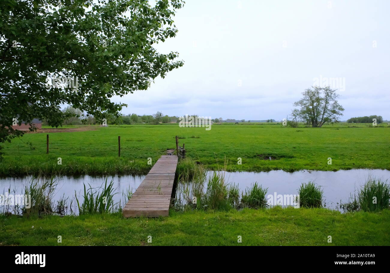 Typical dutch panorama landscape with cows and grass, beautiful blue ...