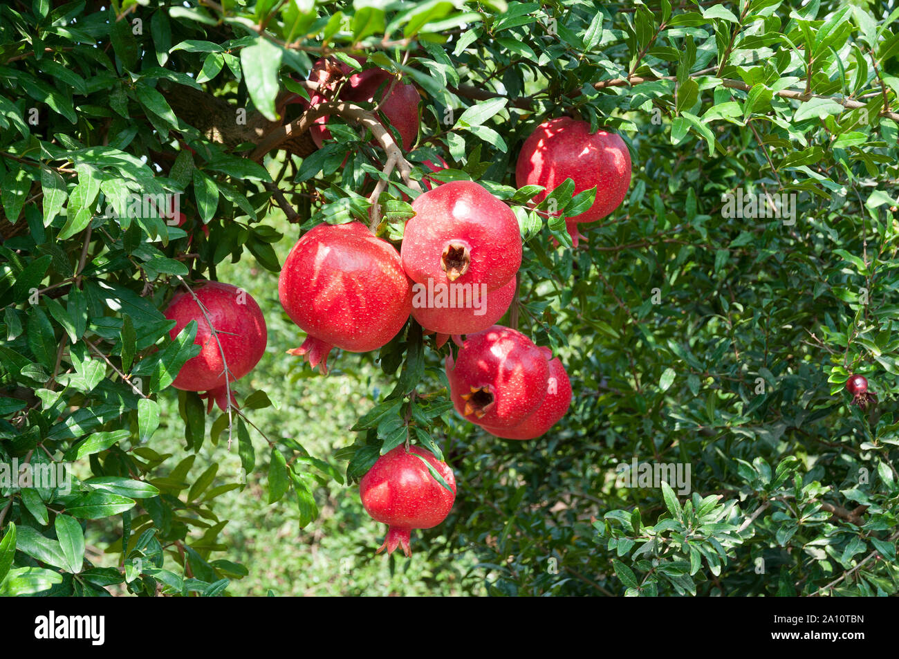Organic pomegranate trees Stock Photo - Alamy
