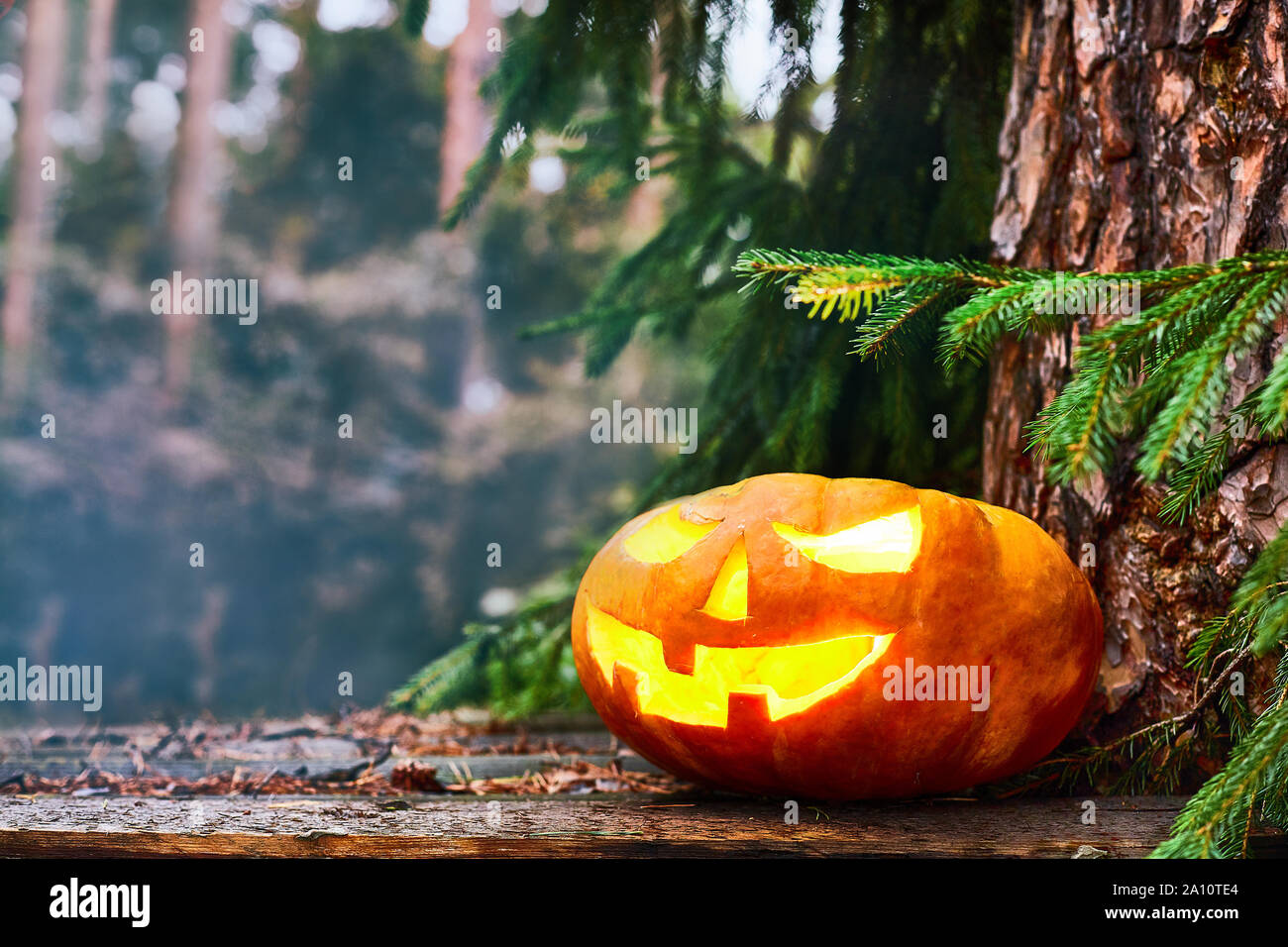halloween concept. glowing Pumpkin under a tree in a dense forest Stock ...