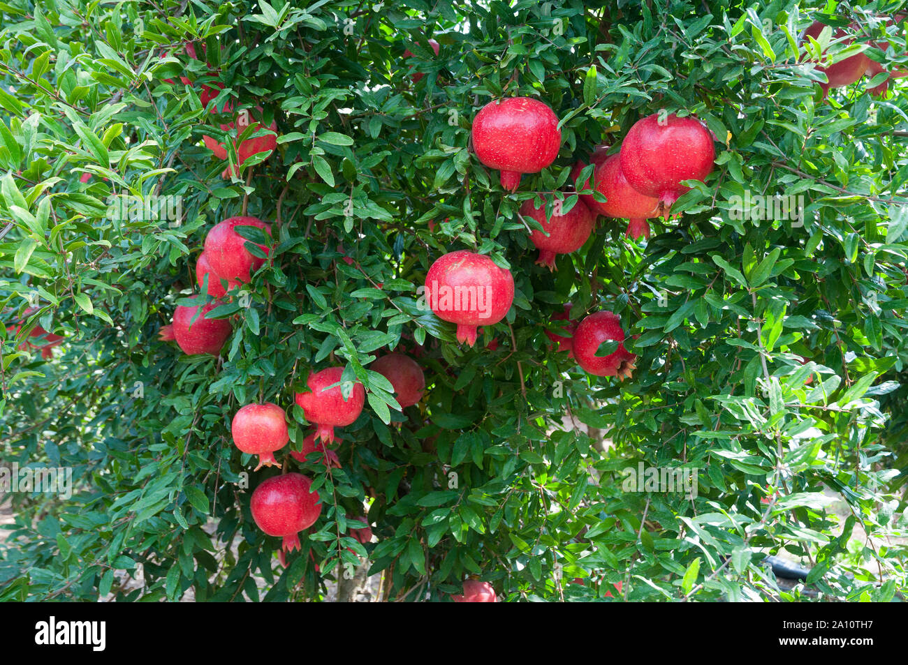 Organic pomegranate trees Stock Photo - Alamy