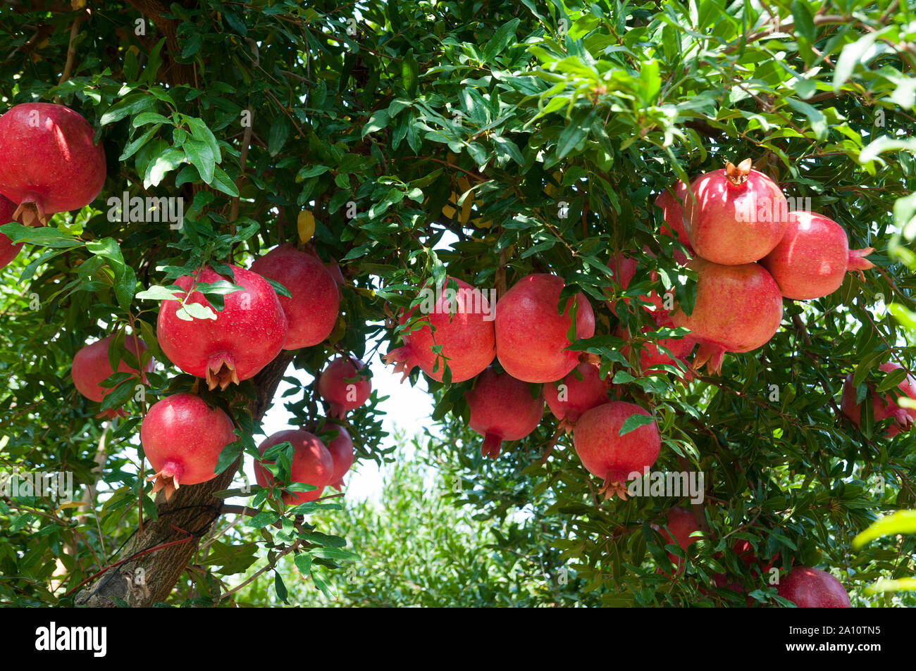 Organic pomegranate trees Stock Photo - Alamy