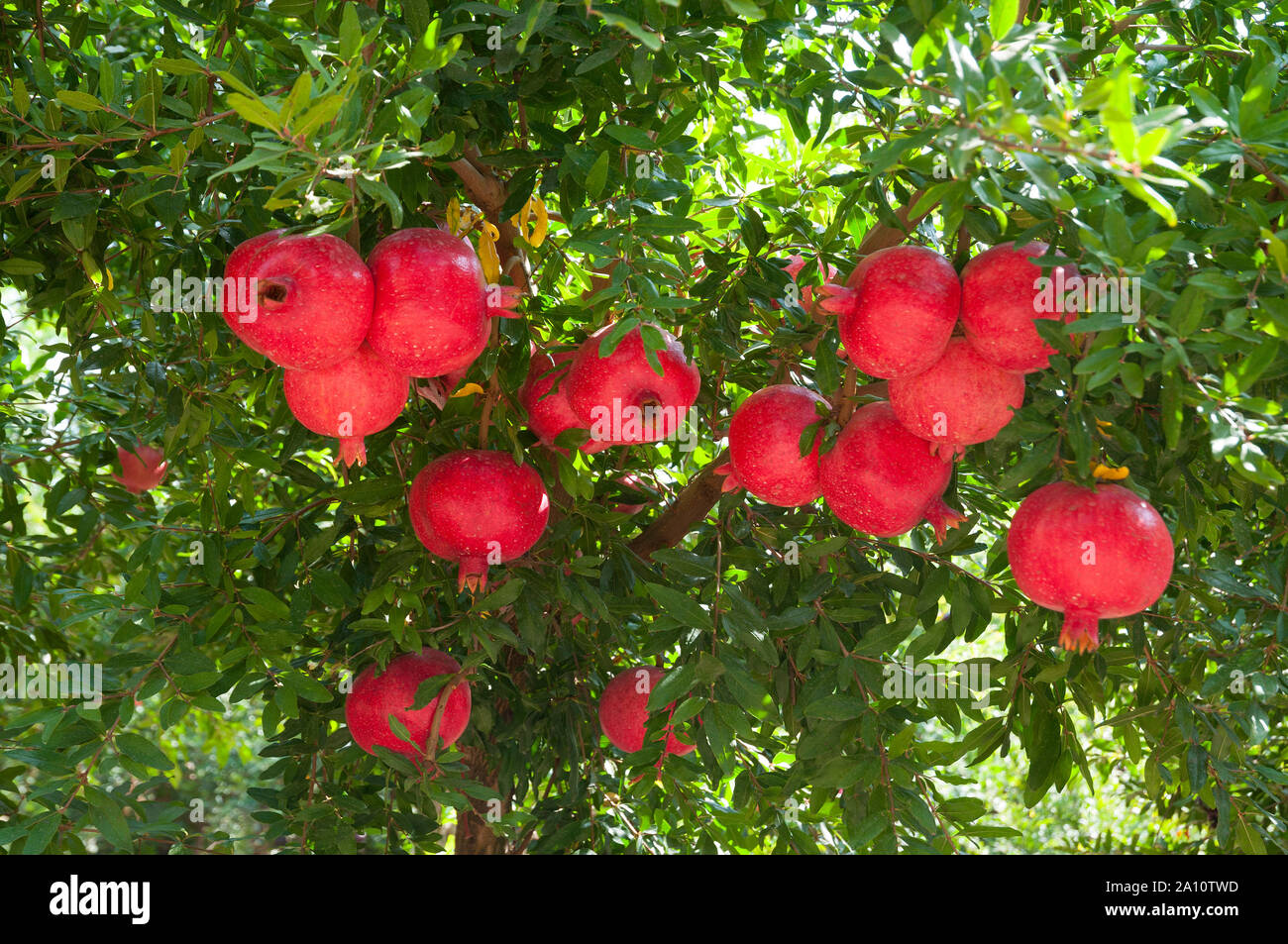 Organic pomegranate trees Stock Photo - Alamy