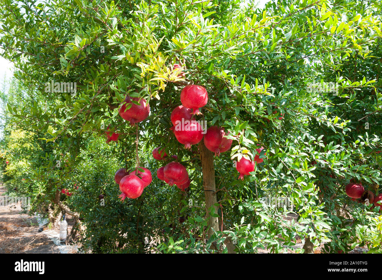 Organic pomegranate trees Stock Photo - Alamy