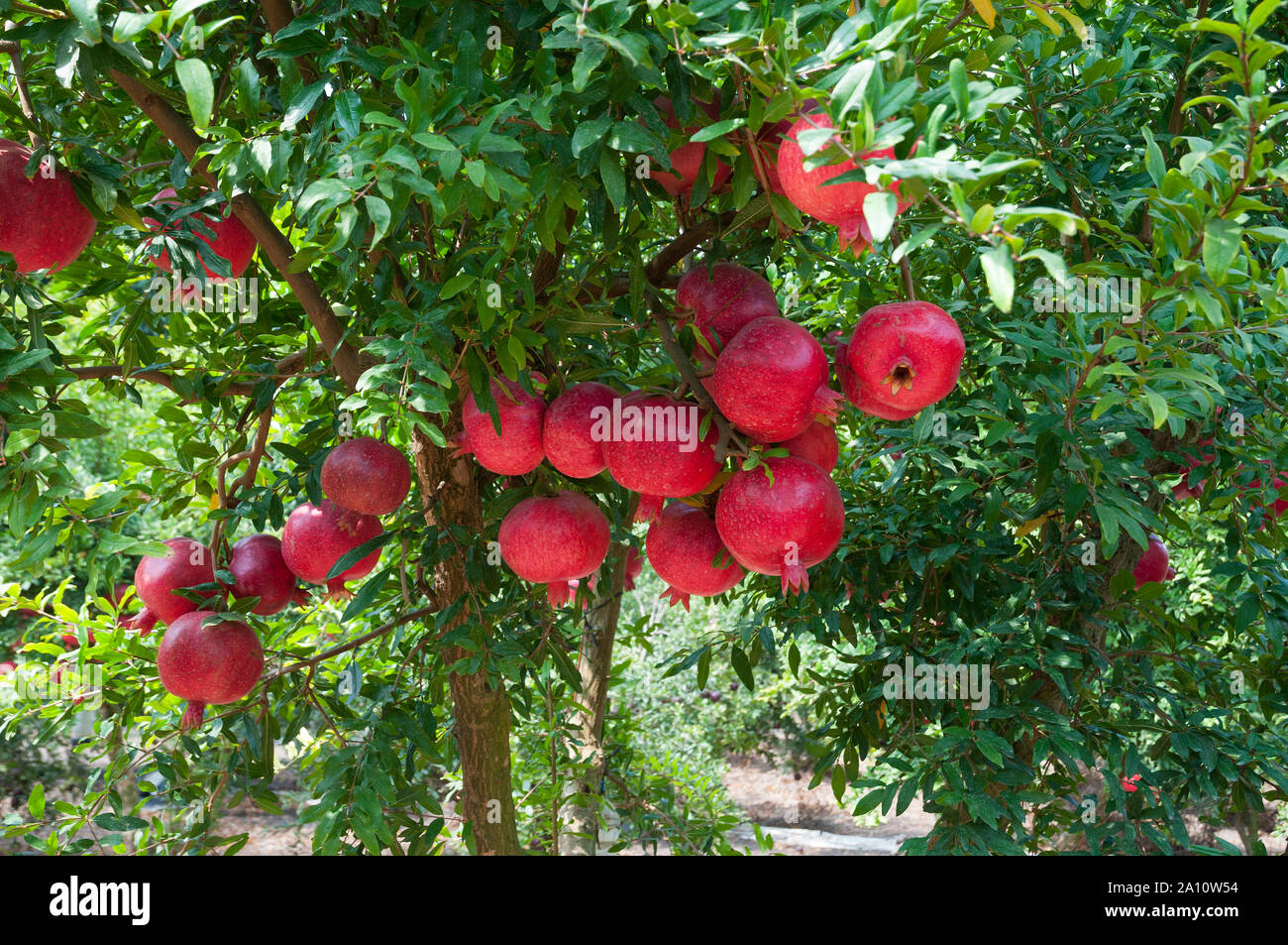 Organic pomegranate trees Stock Photo - Alamy