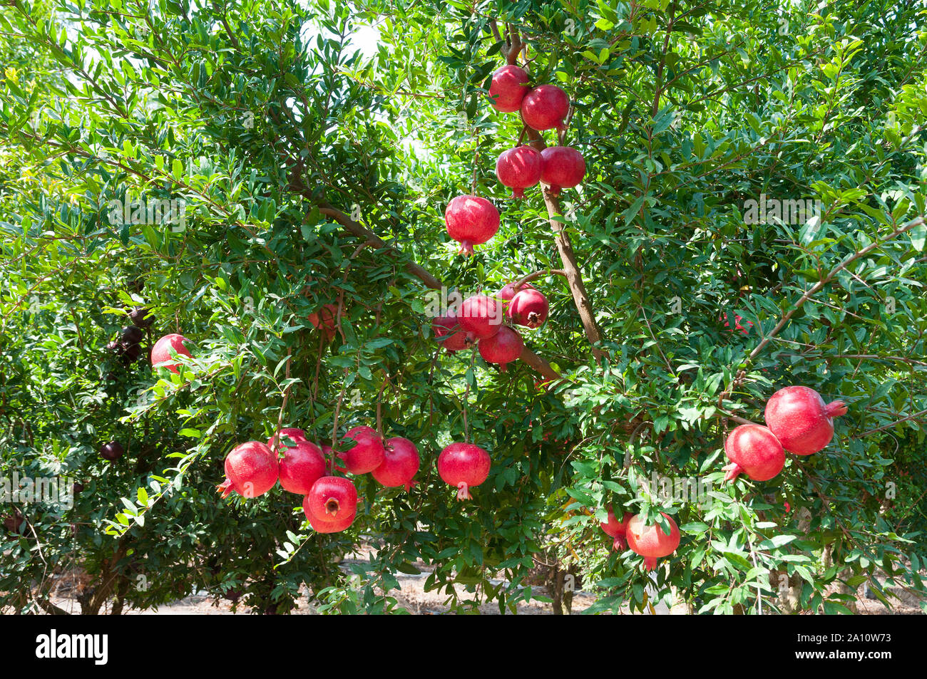 Organic pomegranate trees Stock Photo - Alamy