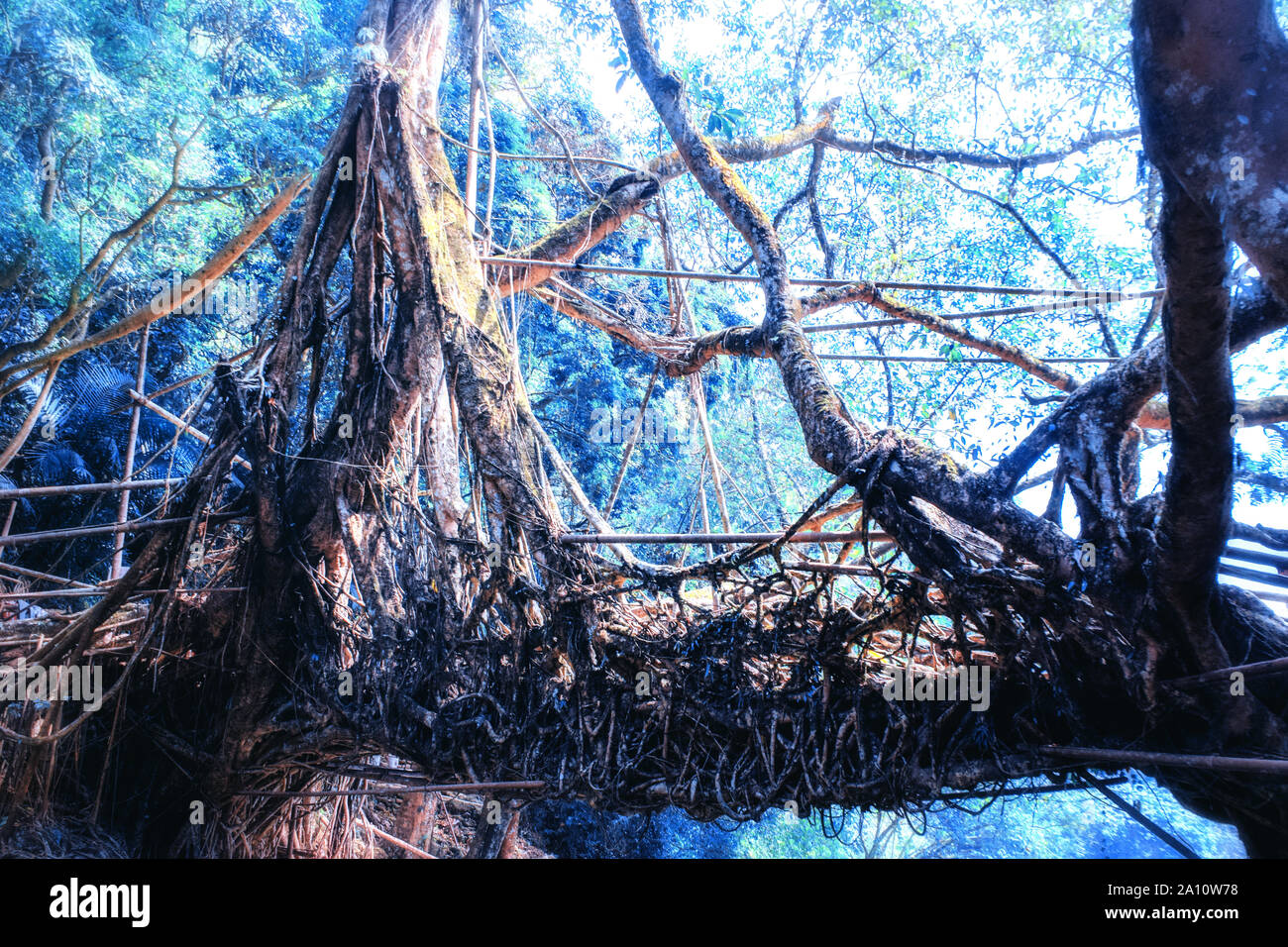 Roots bridge hi-res stock photography and images - Alamy