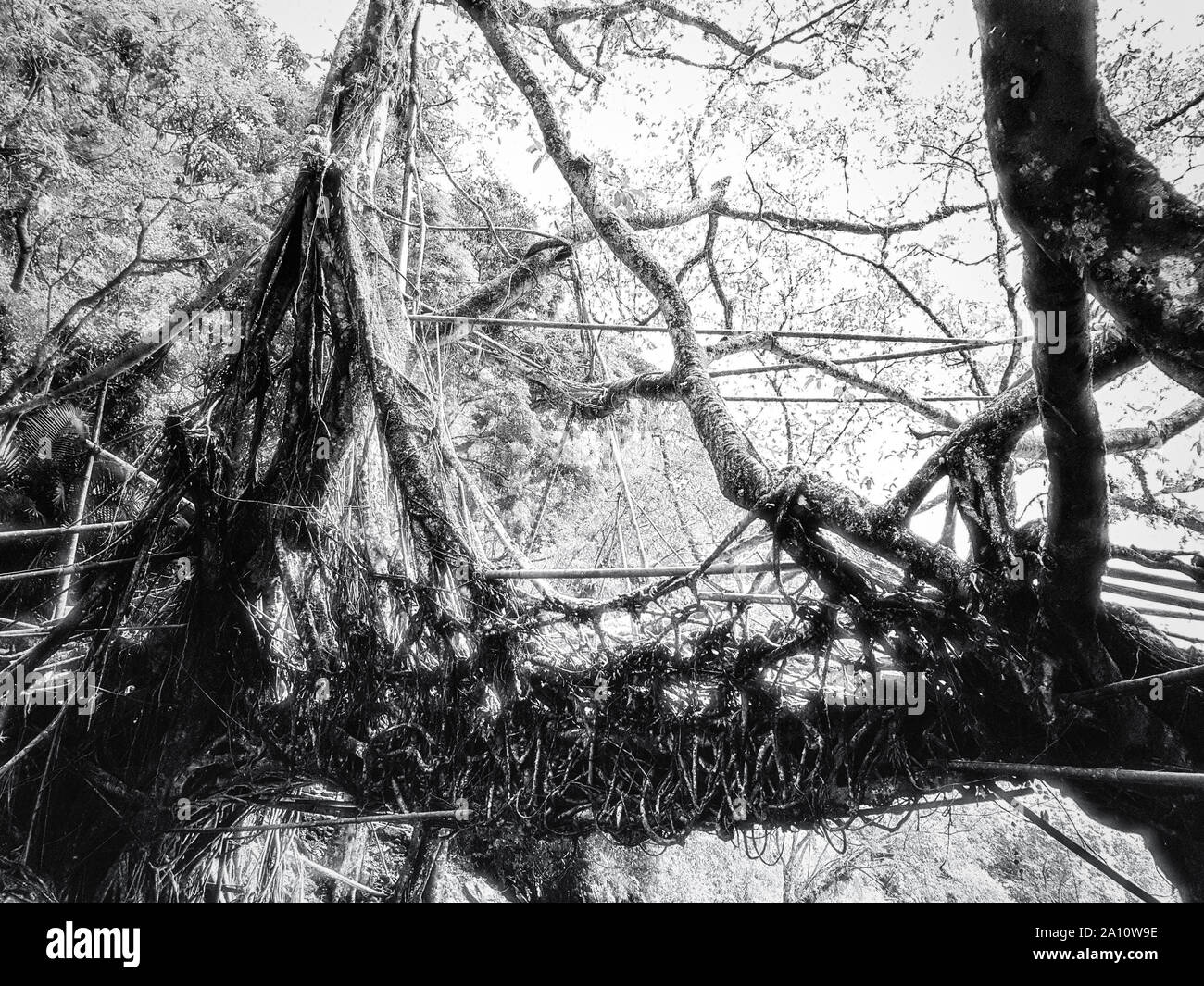 Living roots hi-res stock photography and images - Alamy