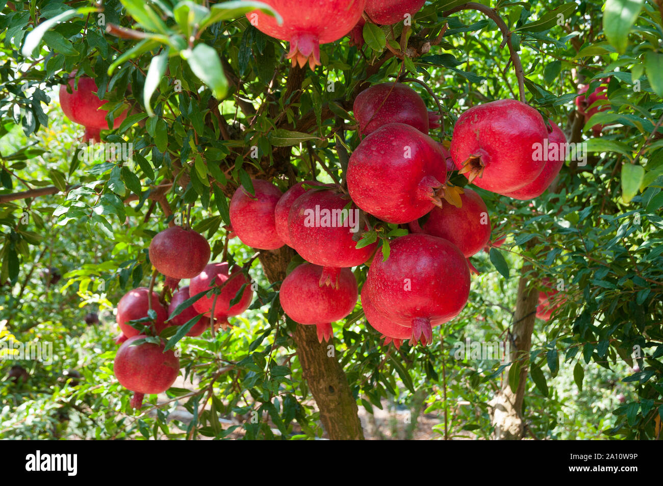 Organic pomegranate trees Stock Photo - Alamy