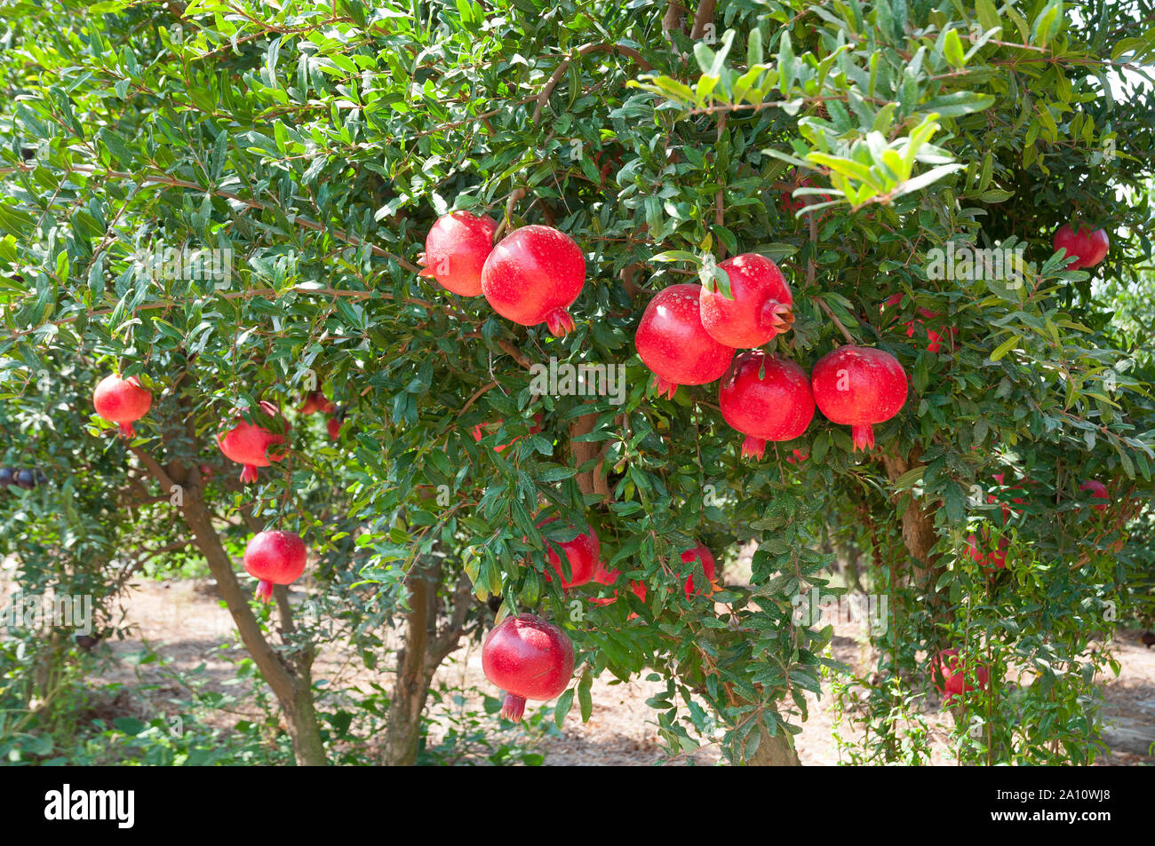 Organic pomegranate trees Stock Photo - Alamy