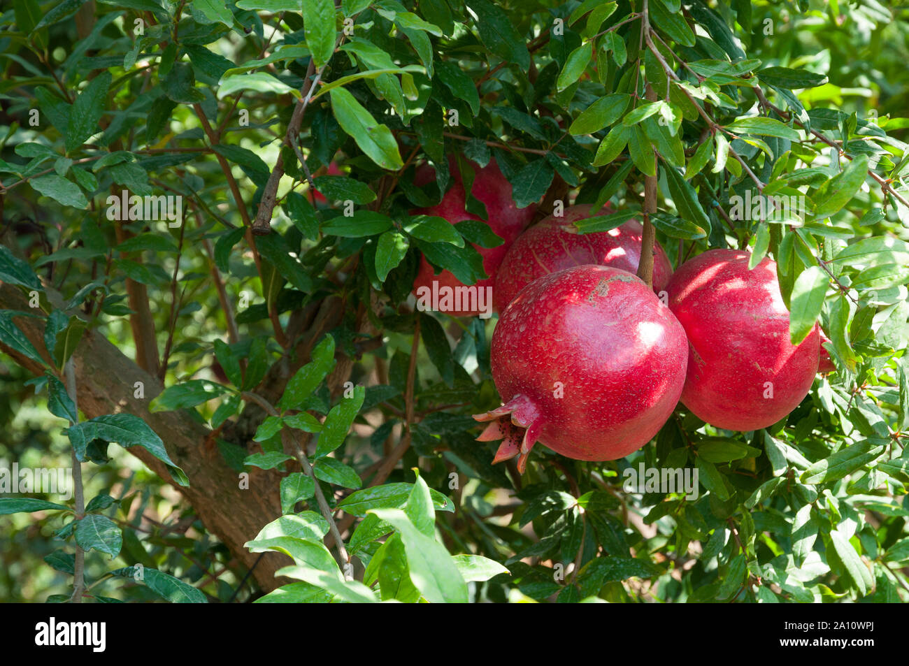 Organic pomegranate trees Stock Photo - Alamy