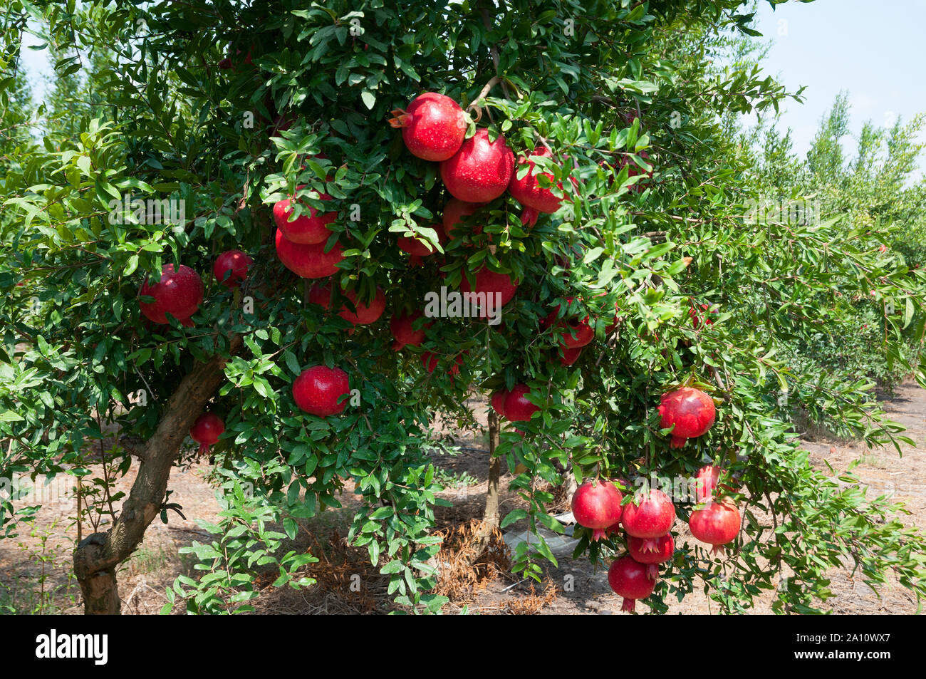 Organic pomegranate trees Stock Photo - Alamy