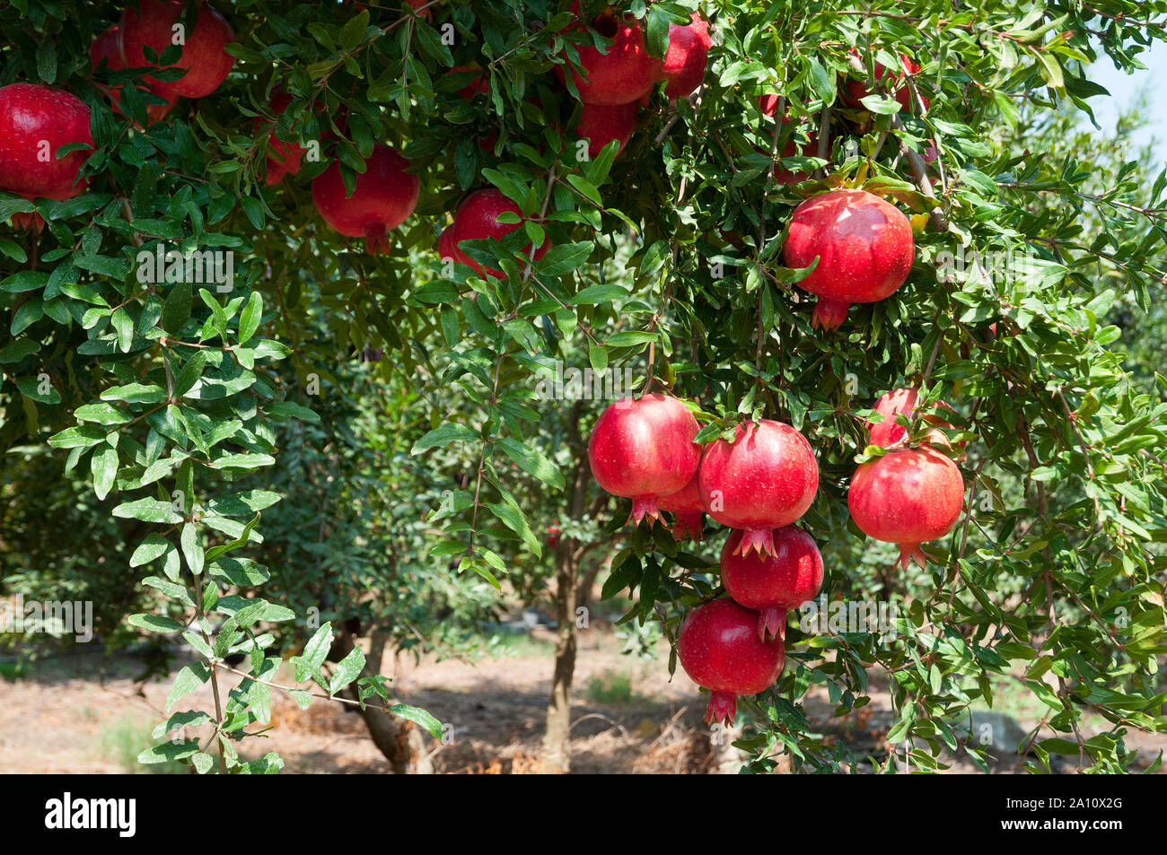 Organic pomegranate trees Stock Photo - Alamy