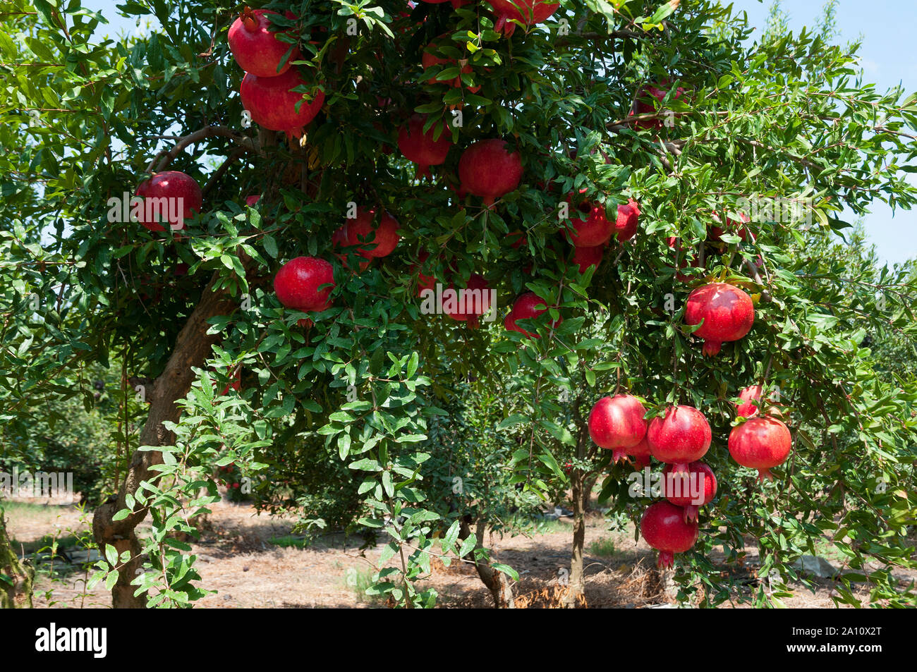 Organic pomegranate trees Stock Photo - Alamy