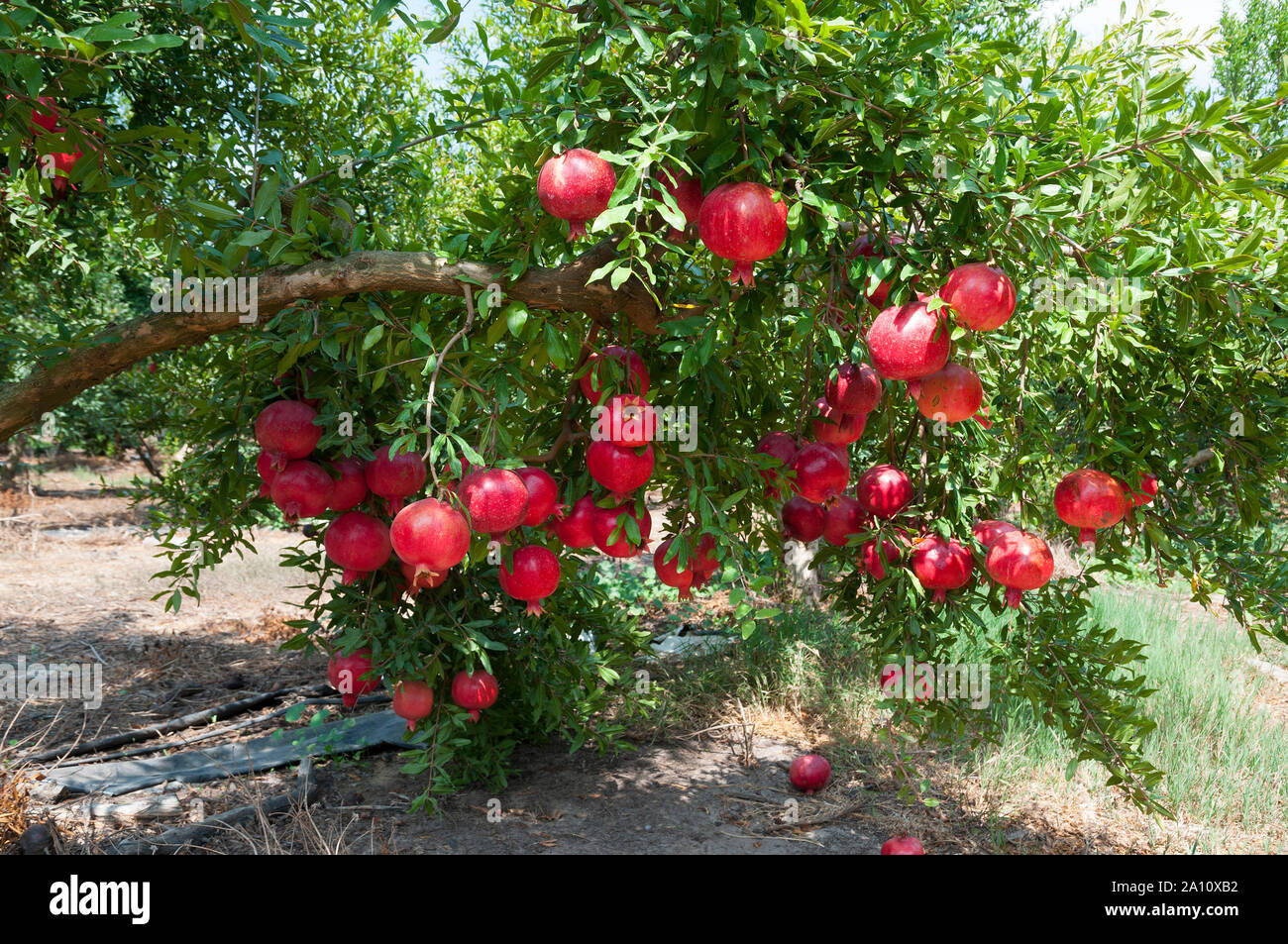 Organic pomegranate trees Stock Photo - Alamy