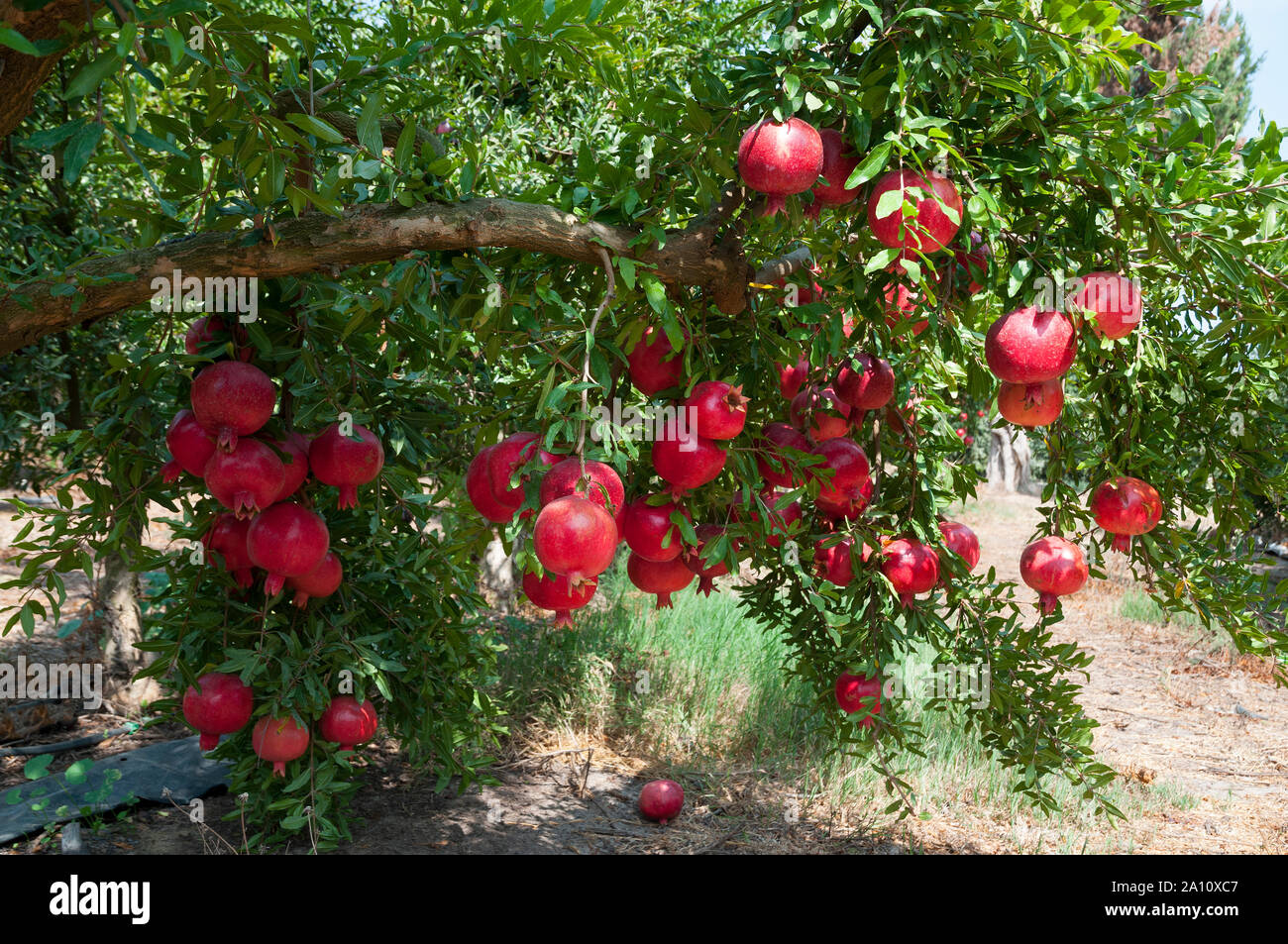 Organic pomegranate trees Stock Photo - Alamy
