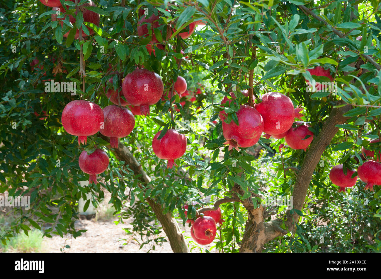 Organic pomegranate trees Stock Photo - Alamy