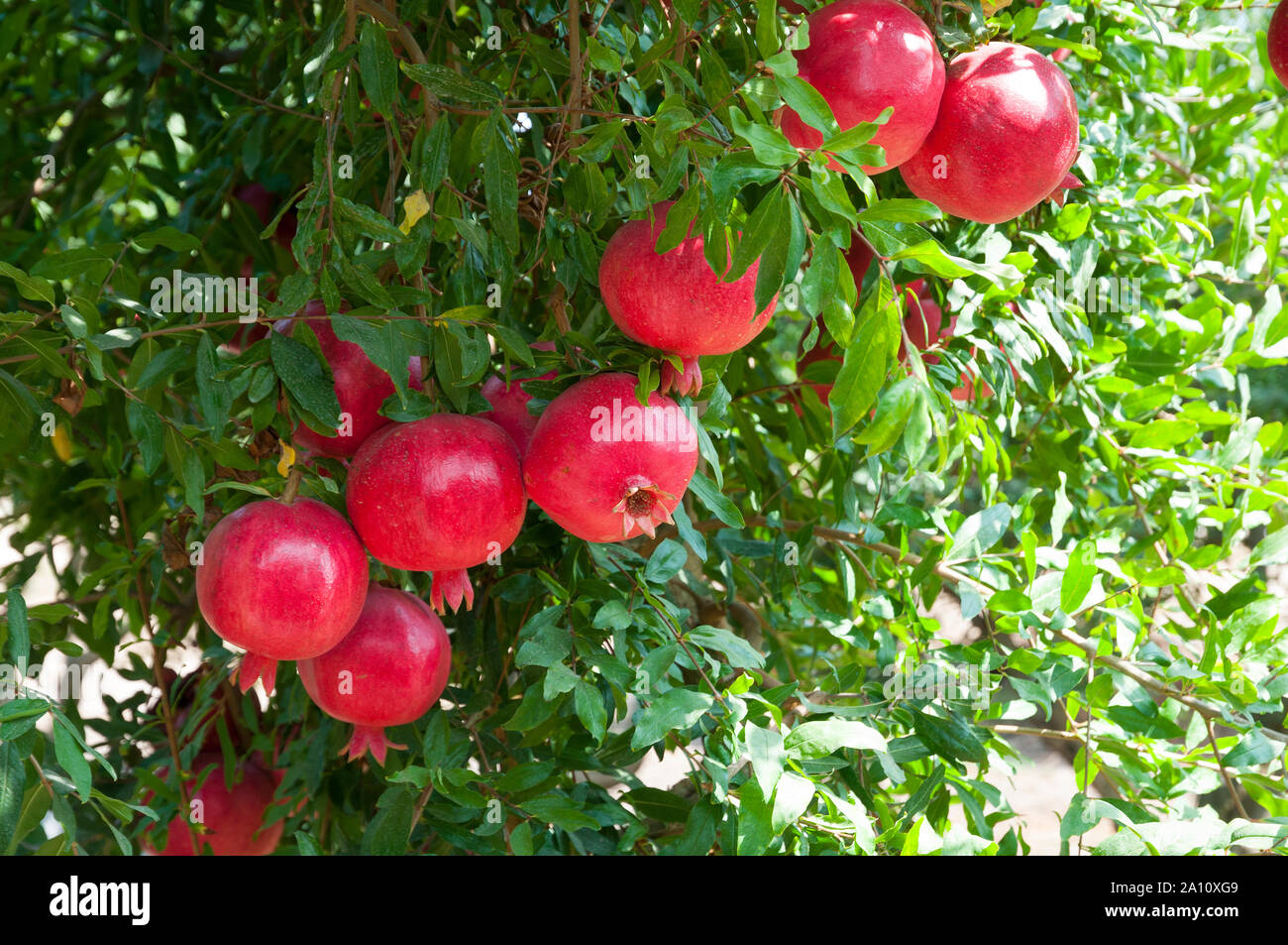 Organic pomegranate trees Stock Photo - Alamy