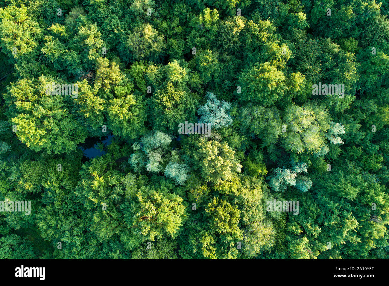 Forest of trees seen from above Stock Photo - Alamy