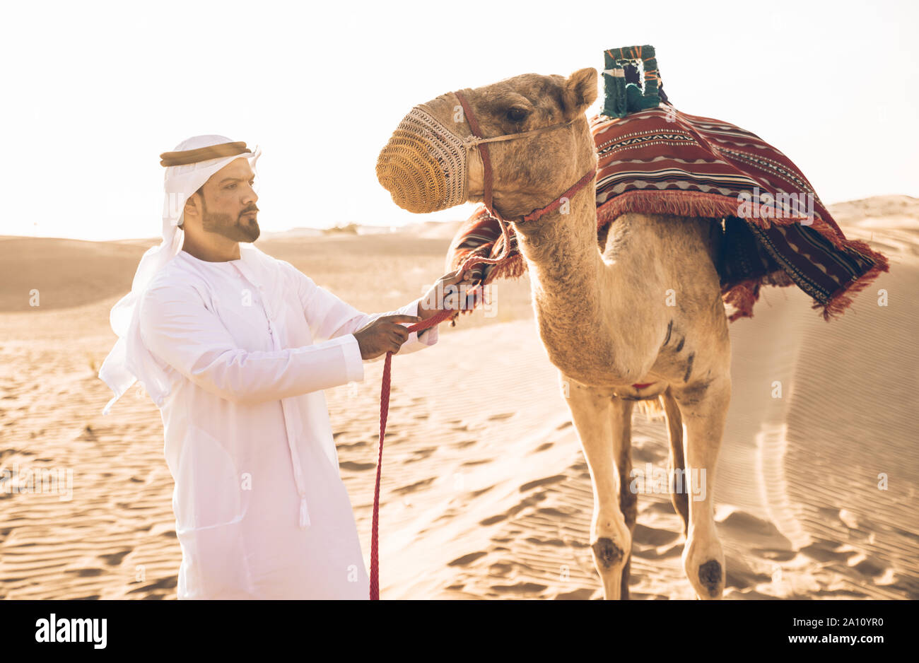 Camel wearing uae flag hi-res stock photography and images - Alamy