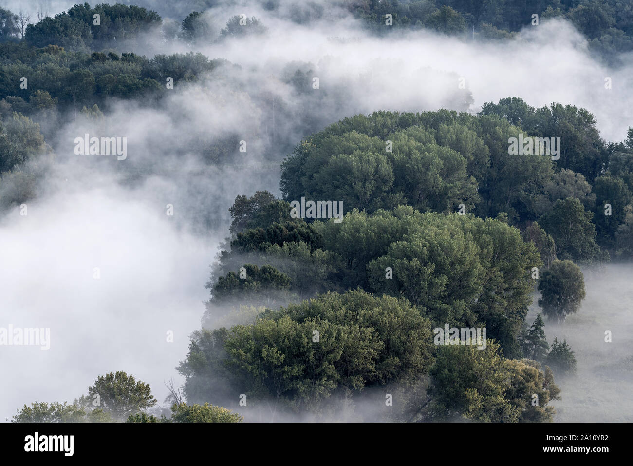 The misty forest at sunrise Stock Photo - Alamy