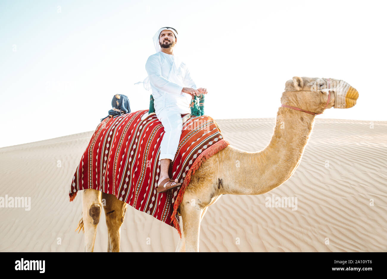 Camel riding abu dhabi hi-res stock photography and images - Alamy