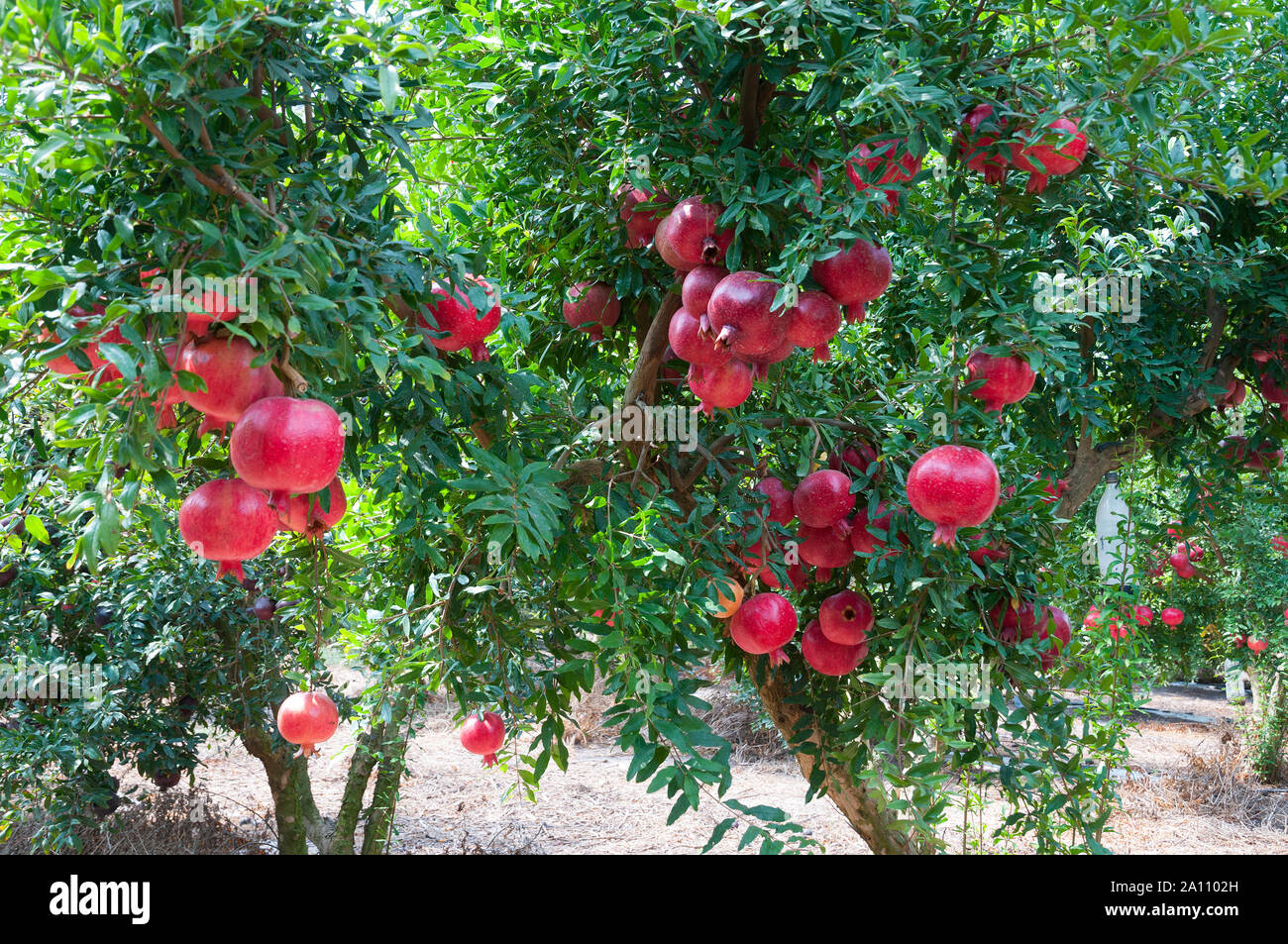 Organic pomegranate trees Stock Photo - Alamy