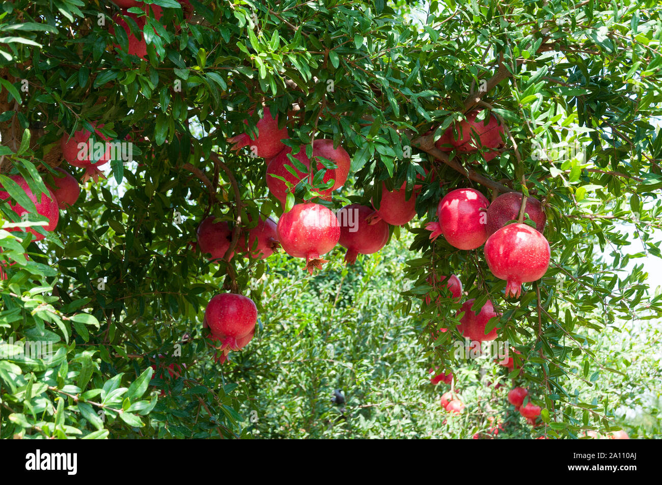 Organic pomegranate trees Stock Photo - Alamy
