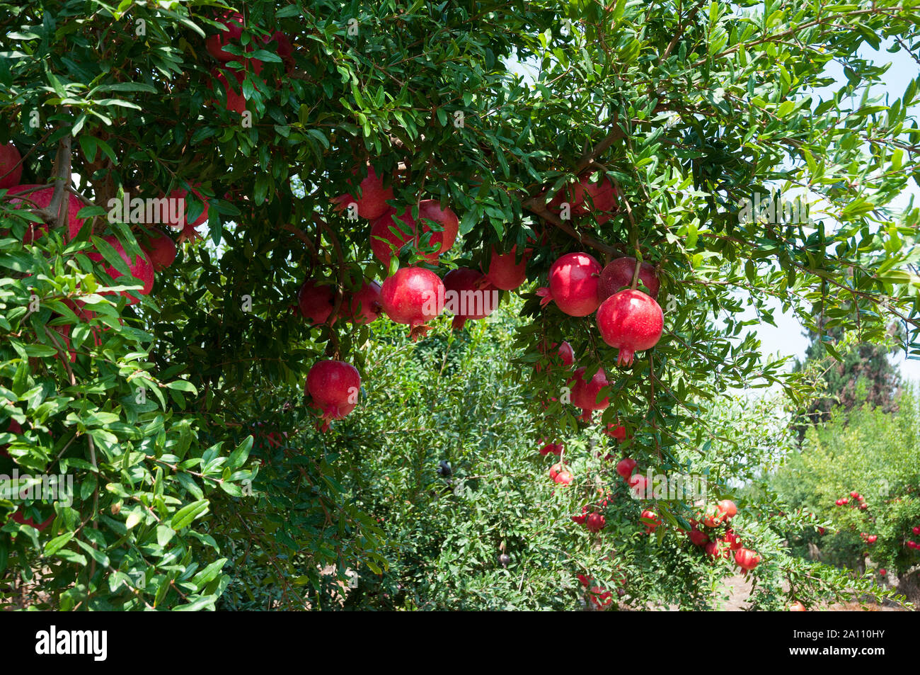Organic pomegranate trees Stock Photo - Alamy