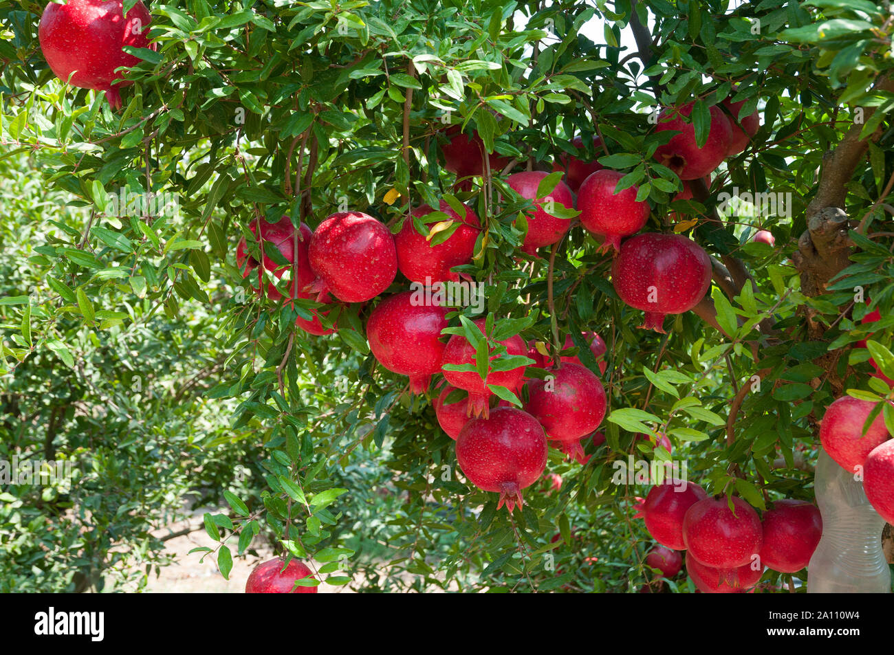 Organic pomegranate trees Stock Photo - Alamy