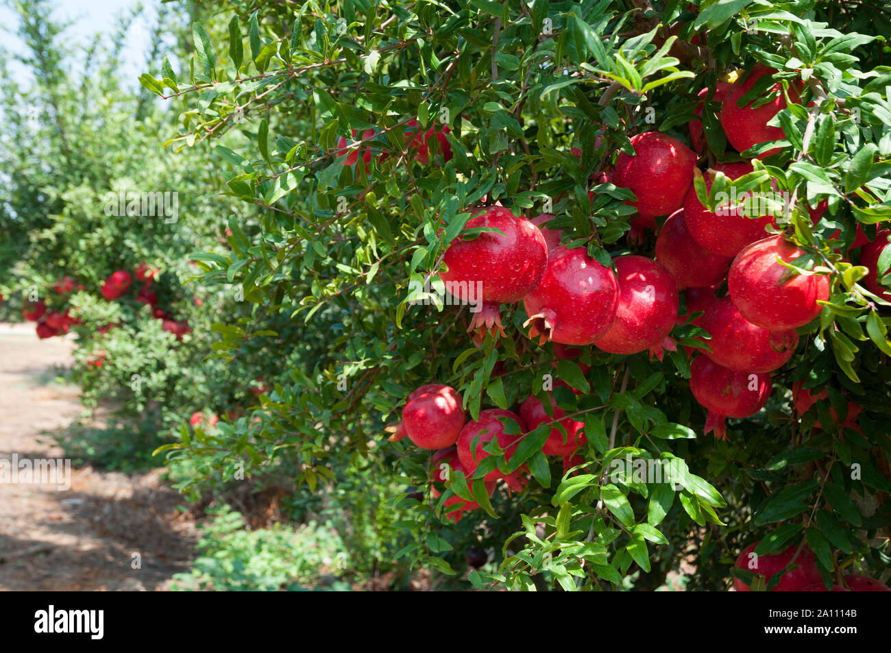 Organic pomegranate trees Stock Photo - Alamy