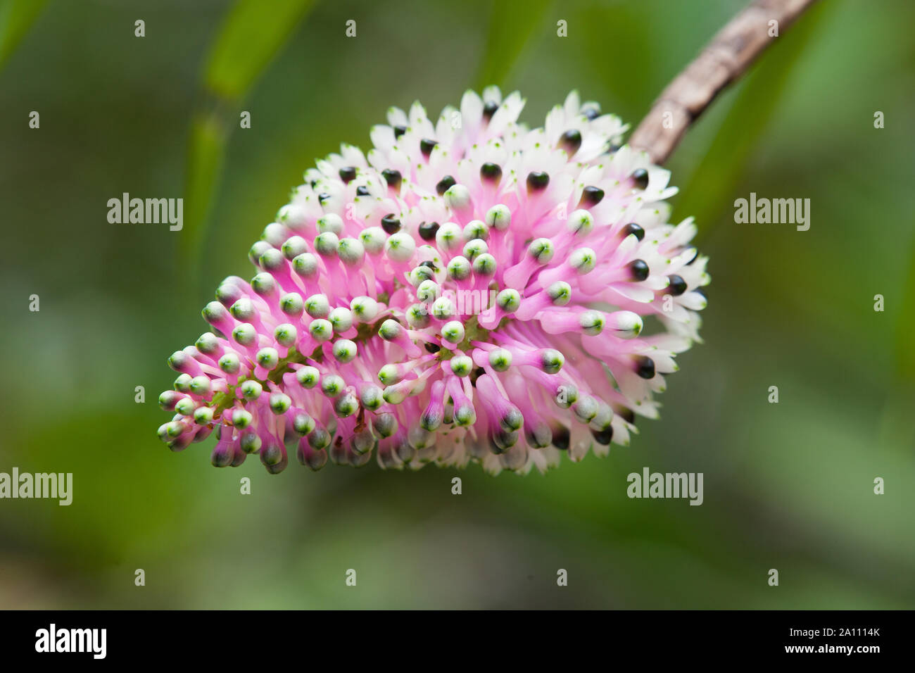 Smillies dendrobium hi-res stock photography and images - Alamy