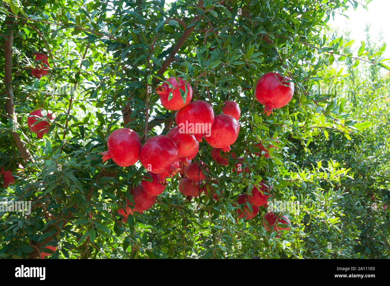 Organic pomegranate trees Stock Photo - Alamy