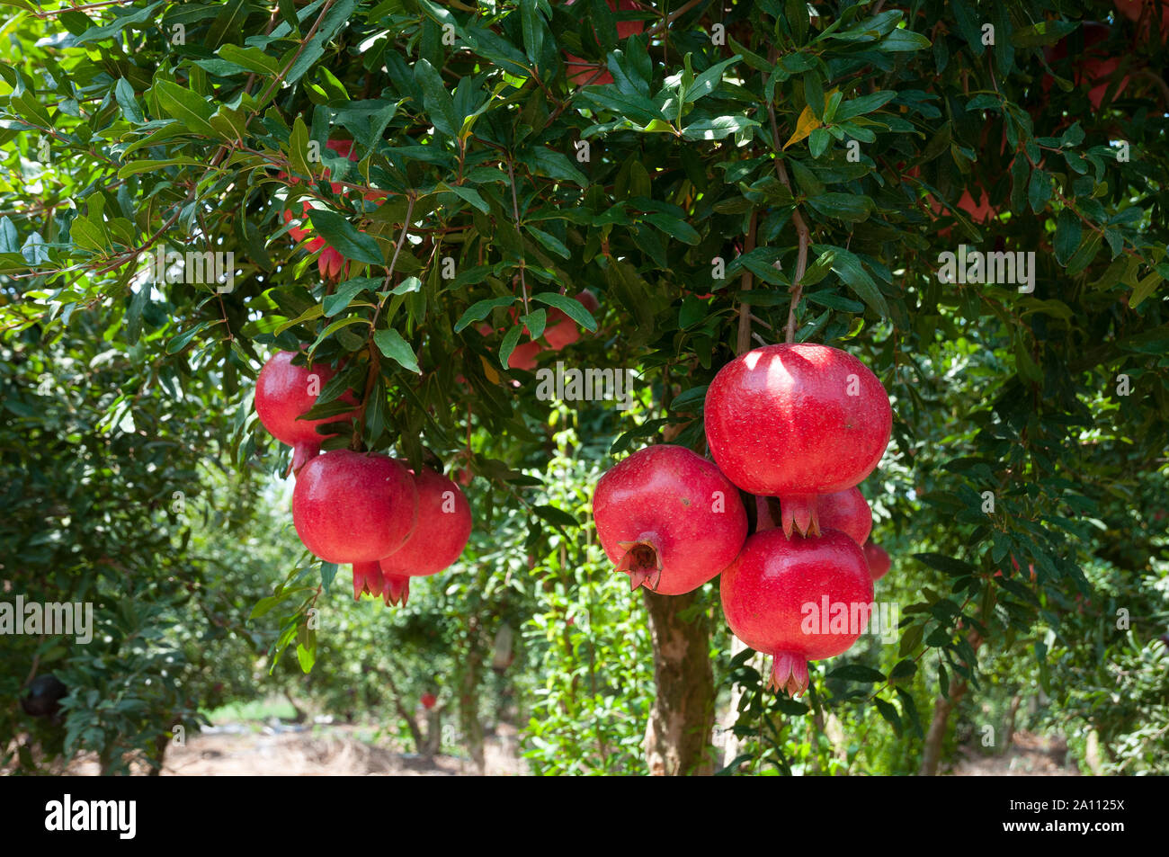 Organic pomegranate trees Stock Photo - Alamy